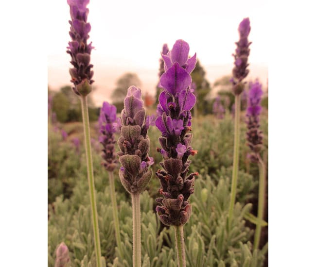 Selah House Photo Gallery | Selah House | Anderson, Indiana